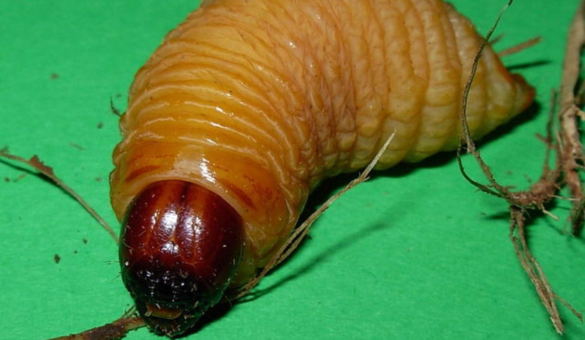Eating Sago Worms: The Wriggling Sushi of Borneo (Taste & Guide)